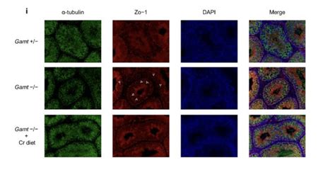 Vectorlaboratories Immunofluorescence Vector Laboratories Inc