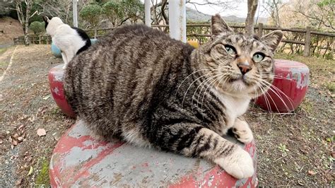 無邪気なブチ猫をモフっていたらイカついキジシロ猫も可愛い仕草で甘えてきた YouTube