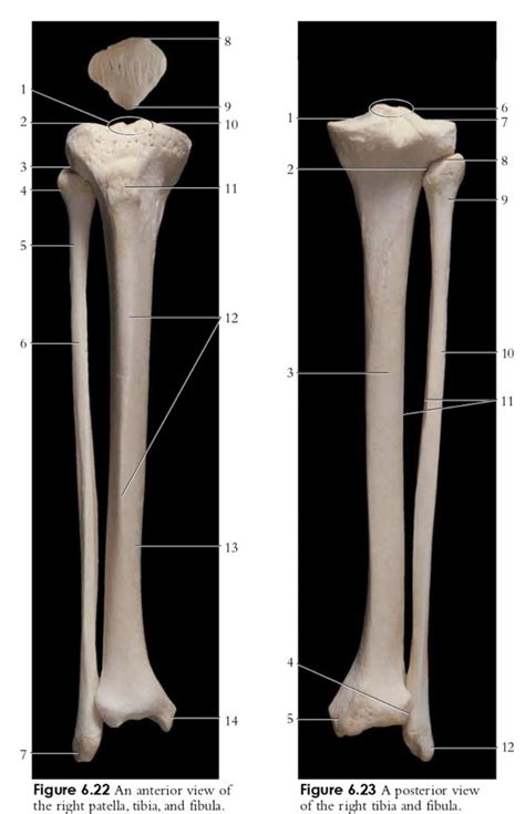 Tibia And Fibula Diagram Quizlet Tibia And Fibula Diagram Quizlet
