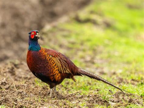 Pheasant Nesting Behaviour Eggs Location Faqs Birdfact
