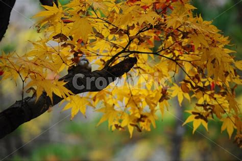 가을 단풍 낙엽 오색단풍 가을색 사진이미지일러스트캘리그라피 감성여행작가