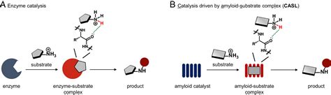 Enzyme Substrate Complex Example