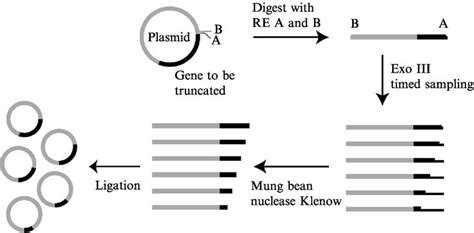 Figure 1 From Construction Of Protein Fragment Complementation Libraries Using Incremental