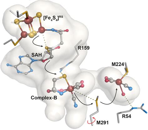 Sbgrid Consortium Tales Yvain Nicolet Institut De Biologie
