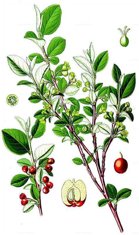 Search For Species Felsen Zwergmispel Cotoneaster Integerrimus Medik