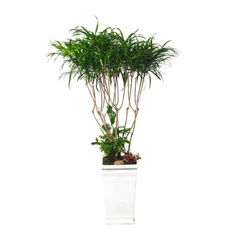 꽃배송서비스 P 면세 자바 대180cm 코랩샵 Kolab 연구용 기자재 실험용 기초 소모품 및 연구 장비 전문 쇼핑몰