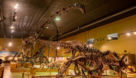 Wyoming Dinosaurs Museum And Dig Sights Thermopolis — Live Wyld