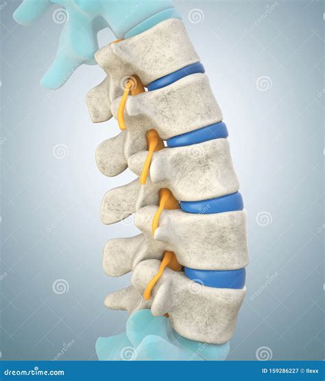 Human Lumbar Spine Model Demonstrating Normal Discs Stock Illustration Illustration Of Healthy