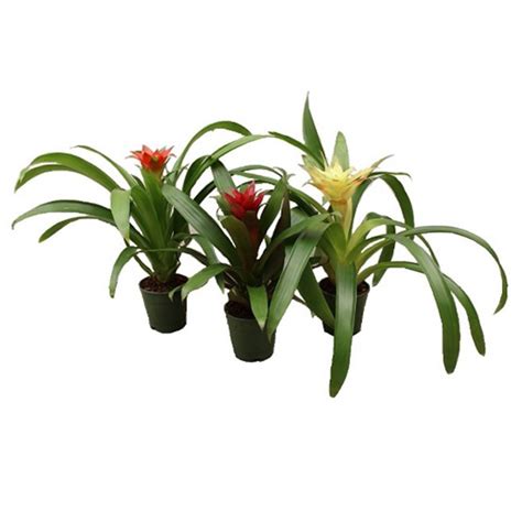 Morgan Creek Tropicals Bromelia 16 Assorted Colours Rona