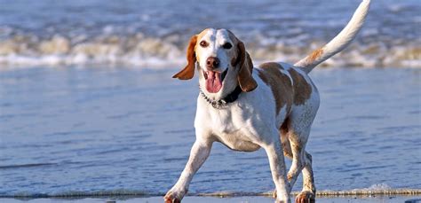 Підсумковий урок із теми «Слова ознаки Діагностична робота