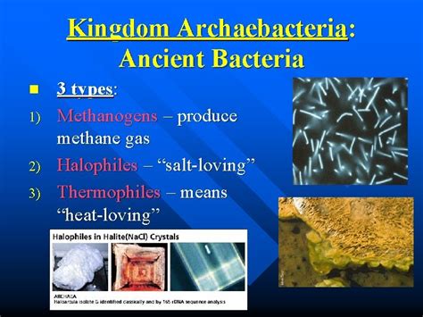 Unit 5 Classification Microorganisms Kingdom Archaebacteria Kingdom