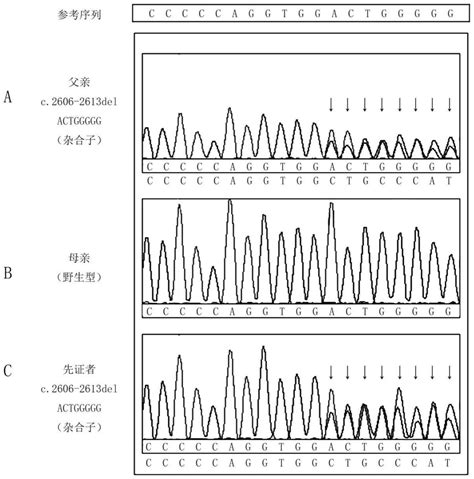 一种itga2b突变体蛋白、itga2b基因突变体、扩增引物组、检测试剂及应用的制作方法