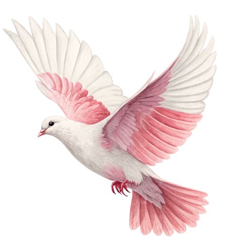 날아다니는 분홍색과 흰색 비둘기가 펼쳐진 날개를 보여줍니다 우아하게 아치형의 꼬리 깃털을 보여줍니다 새의 몸은 주로 부드러운 액센트로 투명한 배경에 비해 섬세하고 생동감