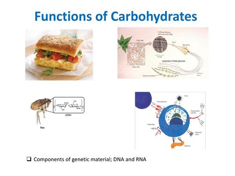 Ppt Chapter 16 Carbohydrates Powerpoint Presentation Free Download