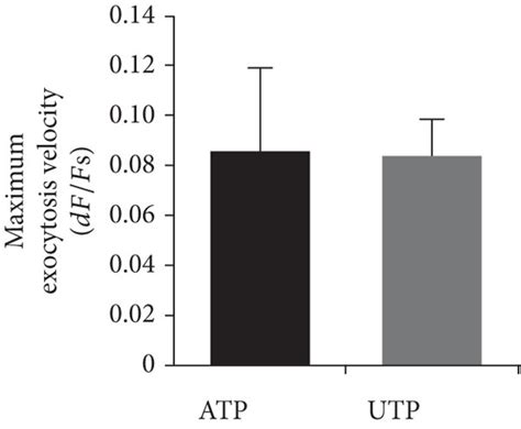 Purinergic Dependent Exocytosis In Olfactory Neuronal Precursor Cells