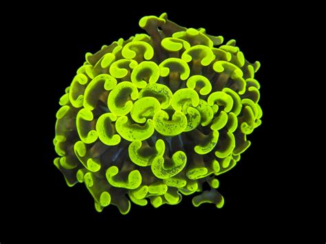 Bug Selection Of Euphyllia Reef2reef