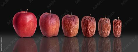 Life Cycle Biology And Aging Process As A New Fresh Ripe Red Apple