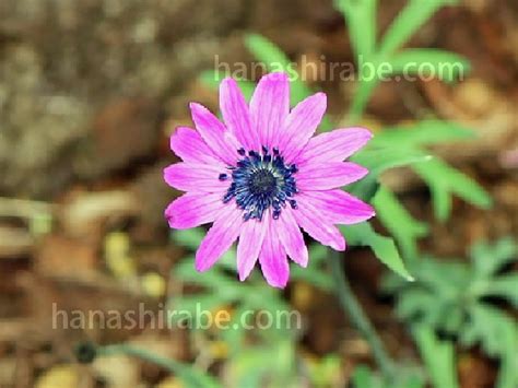 アネモネ・ホルテンシス 花しらべ 花図鑑