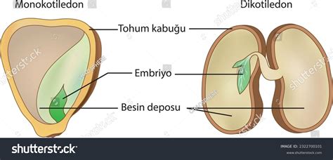 Plant Embryo Diagram🌿 Explore O Fascinante Universo Das Dicas Para Apostas