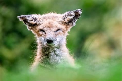 Sex Assaults Hate Crimes Increase In Montreal In 2024 While Firearm