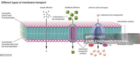 Active Transport Cell Membrane