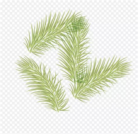 手绘松树树枝矢量素材PNG图片素材下载 图片编号ynznwlly 免抠素材网