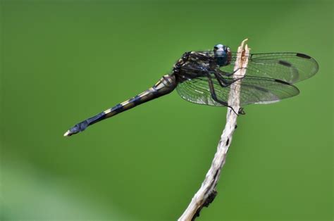 Libelle Insekt Kostenloses Foto Auf Pixabay Pixabay