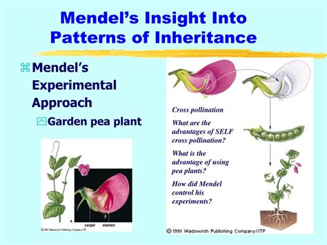 Ppt Observable Patterns Of Inheritance Powerpoint Presentation Free