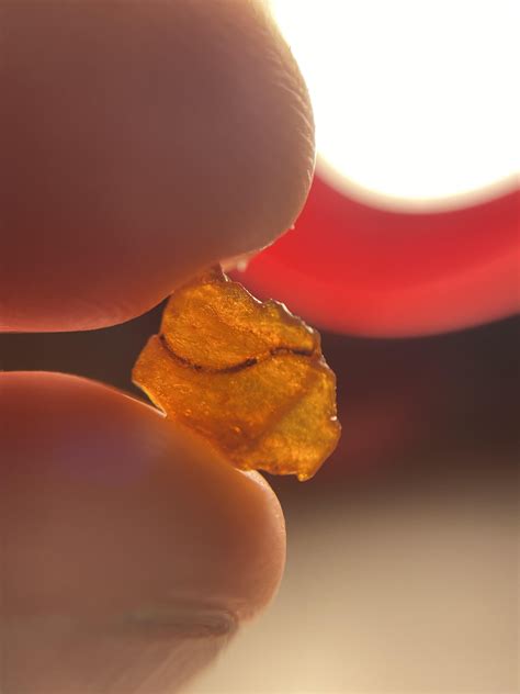 Is There Any Bugs In My Amber R Amberfossil