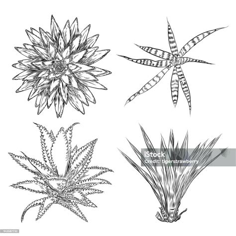 선인장 꽃 세트입니다 선인장과 Succulents 컬렉션입니다 손으로 그린 벡터 유행 이국적인 사막 식물 Houseplants 가시 꽃입니다 벡터입니다 0명에 대한 스톡