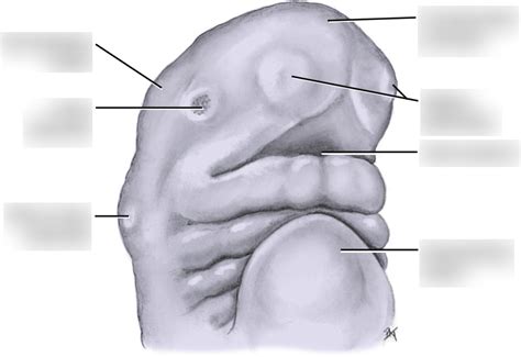 Embryo At Fourth Week Diagram Quizlet