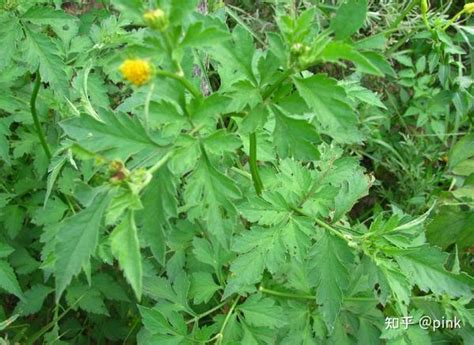 鬼针草的作用与功效 知乎