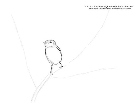 როგორ დავხატოთ ჩიტი ტოტზე ყველაფერი ტატუების შესახებ