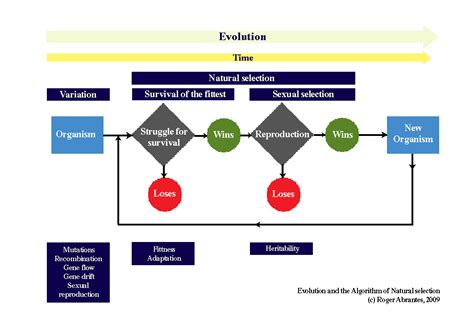 Gene Flow Diagram Gene Flow Basicmedical Key