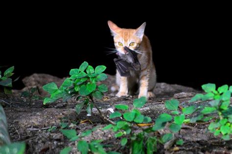 Rabies Symptoms In Cats Dont Ignore These Signs LoveToKnow Pets