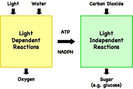 Light Reaction Flow Chart