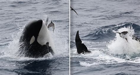 Gruesome Videos Reveal Freaking Weird Battles Between Ocean Giants