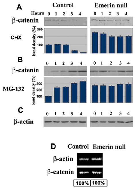 Enhanced Stability Of Nuclear β Catenin In The Absence Of Emerin A C