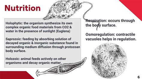 General Characteristics And Classification Of Protozoan Ppt