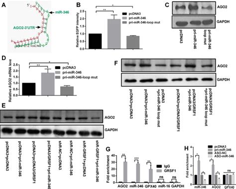 Mir 346 Up Regulates Argonaute 2 Ago2 Protein Expression To Augment