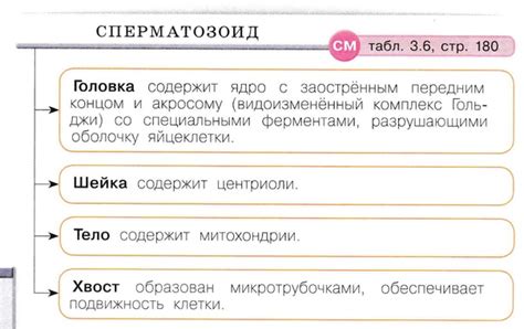 СТРОЕНИЕ СПЕРМАТОЗОИДА Биология ЕГЭ 2025 ВКонтакте