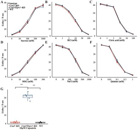 Exploring The Role Of Ccn3 In Type Iii Cell Of Mice Taste Buds Pmc