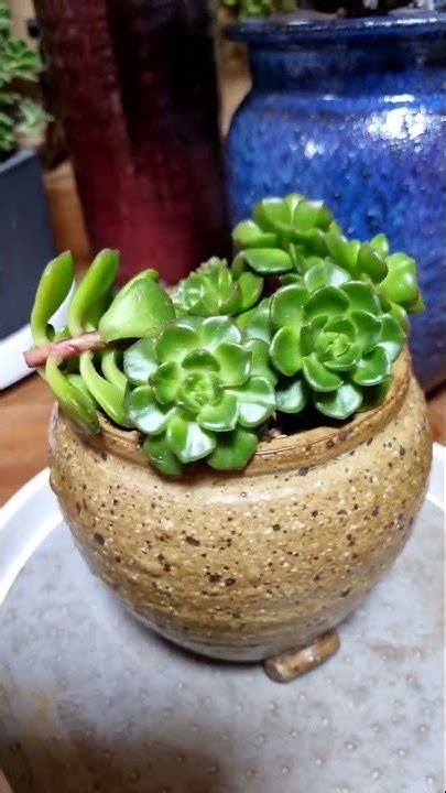 웃자란 다육이 국민다육 레티지아 적심 삽목 합식 Youtube