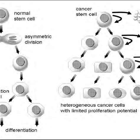 The Cancer Stem Cell Hypothesis In Normal Tissues Cell Numbers Are Download Scientific