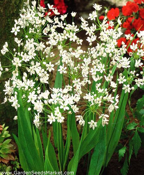 Allium Neapolitanum 20 Bulbs Garden Seeds Market Free Shipping