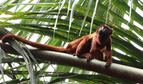 Guide To Wildlife In The Peruvian Amazon Travel Blog Blue Parallel