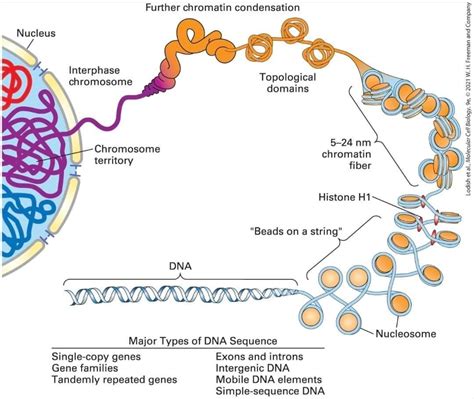 Hanaa Fayed En Linkedin Overview Of The Structure Of Genes And Chromosomes‼️ Dna Of Multicellular…