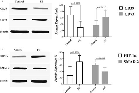 A Protein Expression Analysis Of Cd39 And Cd73 Cd39 And Cd73 Showed Download Scientific