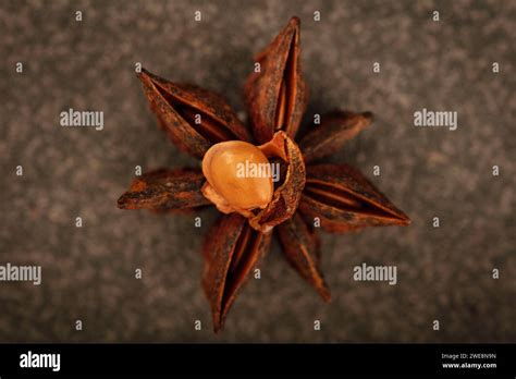 print ready macro spice portrait of star anise illicium verum showing