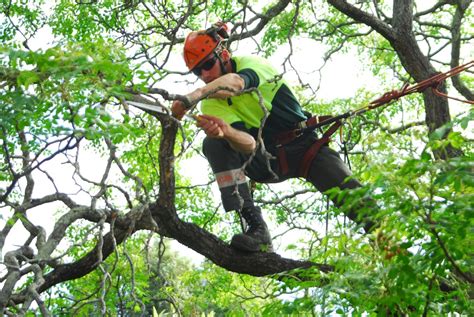 Tree Pruning Adelaide Arbortech Arbortech